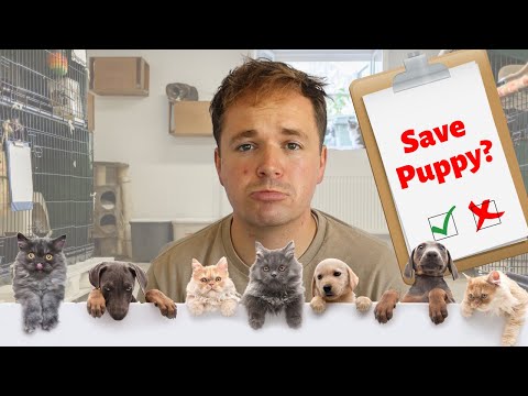 Analyzing Animal Shelter Data with Plotly Dash Python (Full Data Science Project)