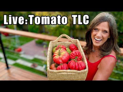 🍅Live: Tomato TLC: Mid-Season Reset (REPLAY)
