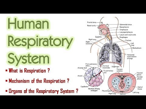 Respiratory System | Organs of the Respiratory System | Mechanism of Respiration