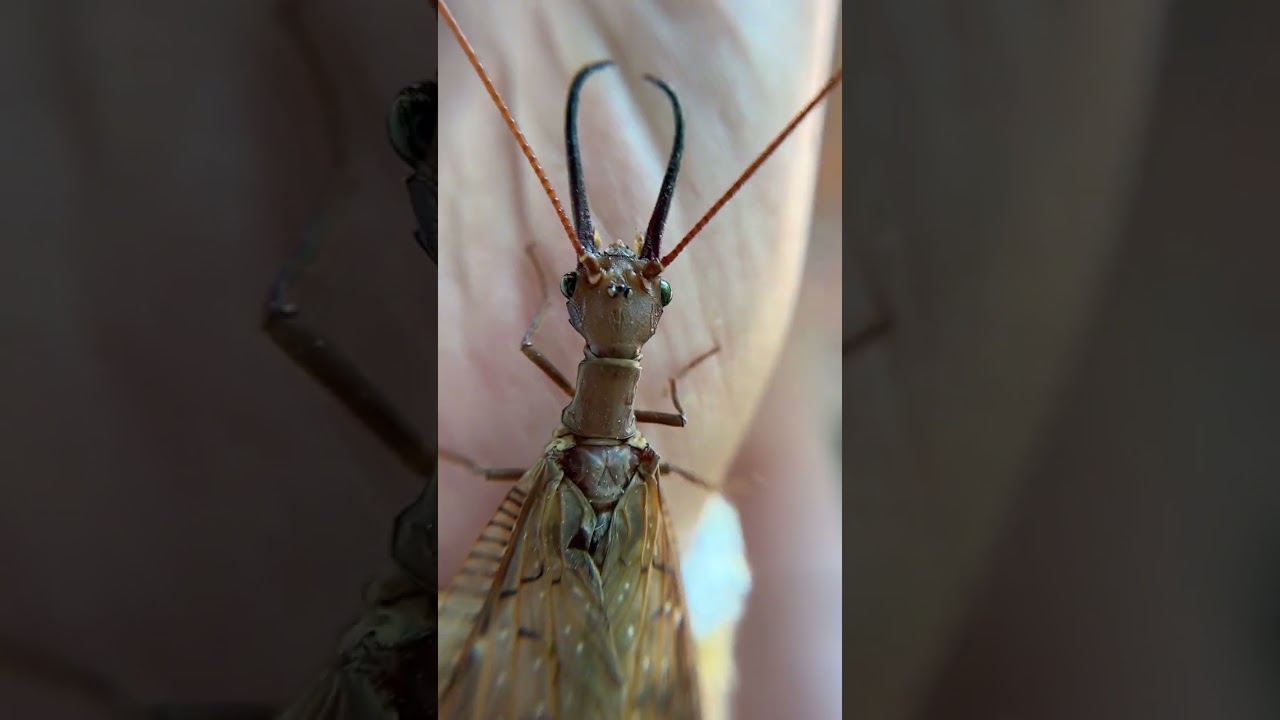 Dobsonfly: Will it Bite?