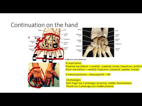 Skeletal System PPT - slide 12 14