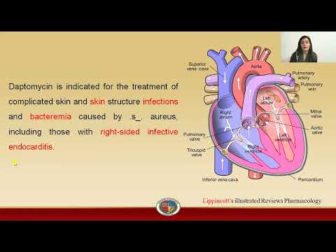 Daptomycin Pharmacology