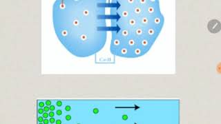perbedaanfuzziblog: Perbedaan Difusi Osmosis Dan Transpor Aktif