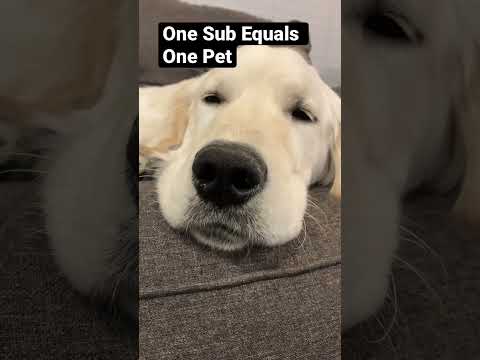 When Your Dog Makes A Funny Face 🤪 #dog #treading #viral #sad #treanding #funny #animals #meme