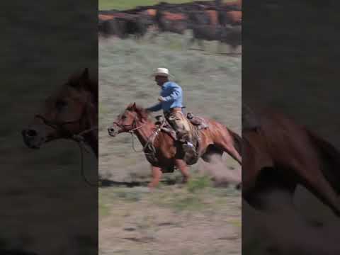 Horses are unbelievable animals! We do not deserve them! #ranchlife #ranchhorse
