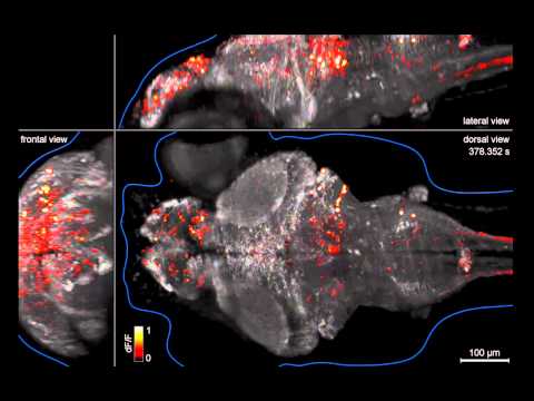 Zebrafish GCaMP Brain Map