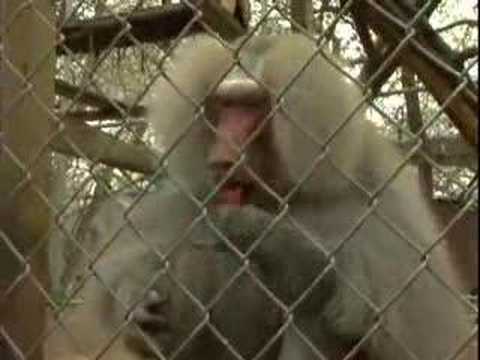 Petey, Hamadryas Baboon