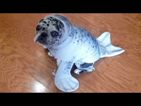 BEST Pet Halloween Costumes 2022 🎃 🐾 😈
