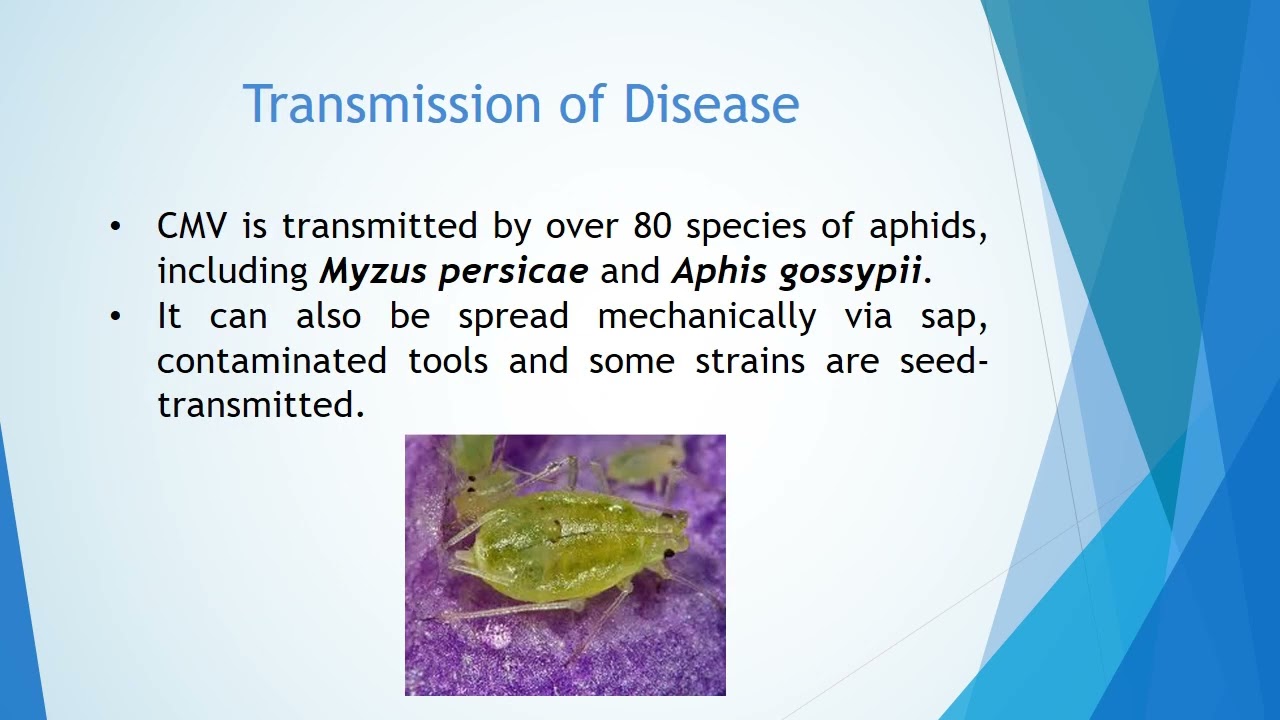 CUCUMBER MOSAIC VIRUS CMV