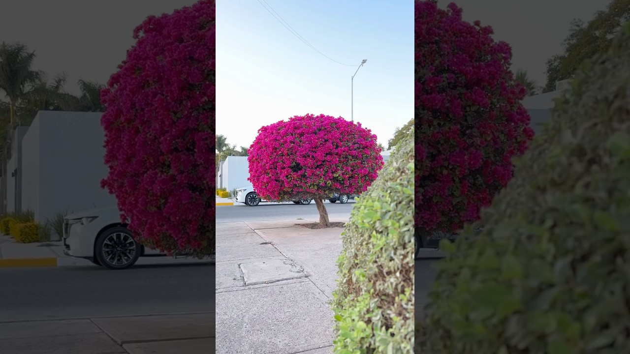 One of the most beautiful trees 🌳❤️