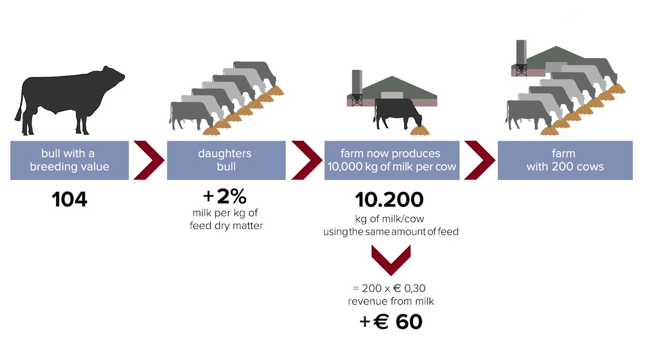 Feed efficiency: how it works in practice