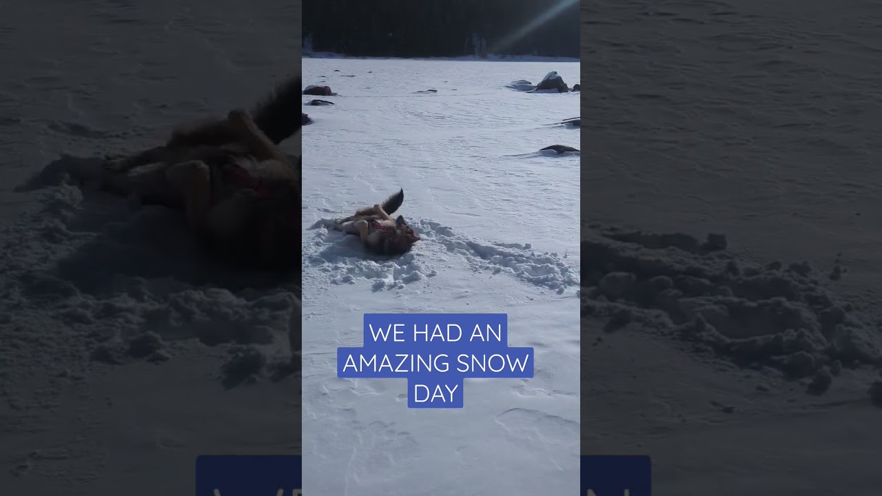 felt cute might delete later 🥰❤️ #shorts #germanshepherd #husky