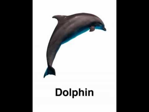 Best Kids Apps » iTot Cards