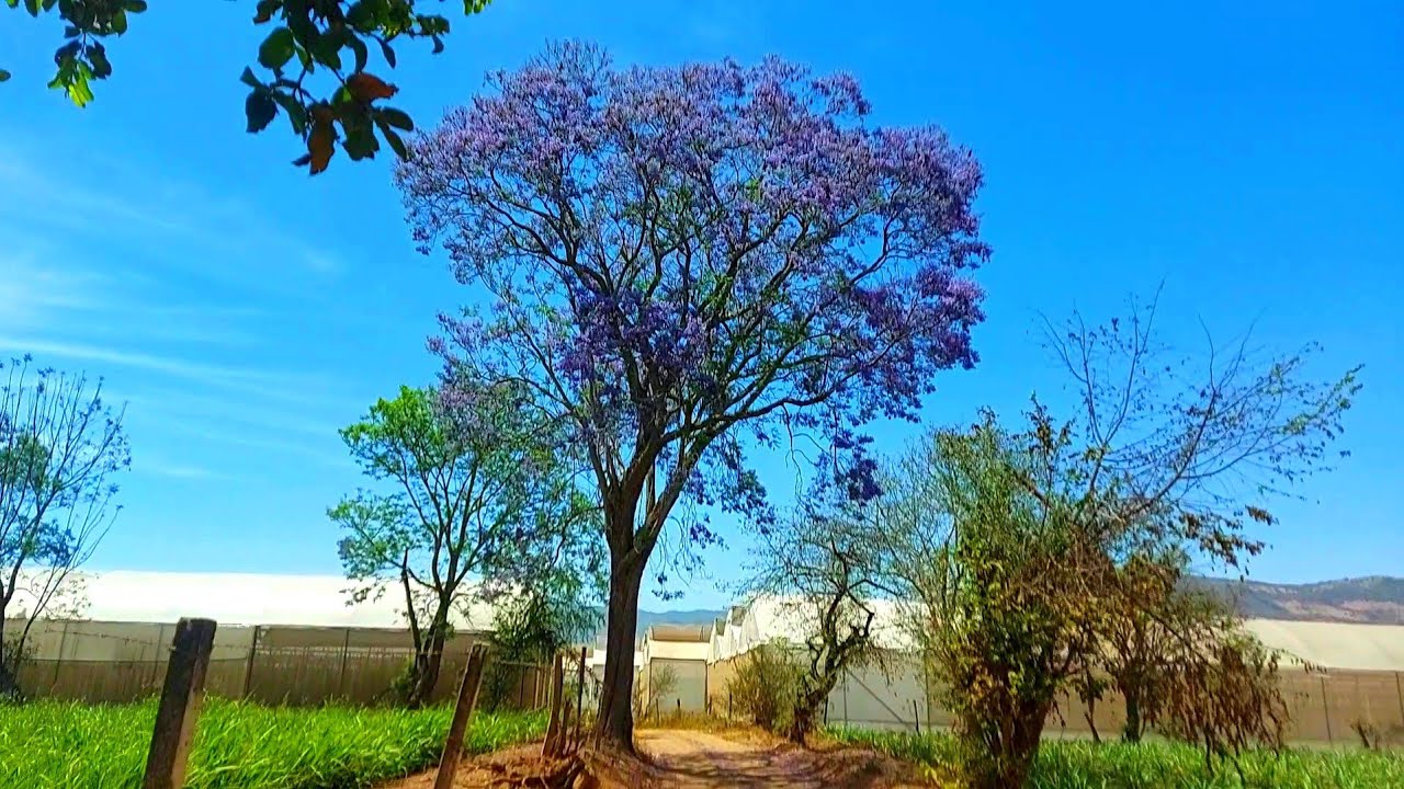 ¿Cómo identifico un árbol de jacarandá? – VALETRY