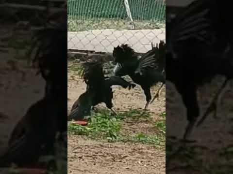 Black chicken fighting#Ayam Cemani #awesome pets and animals