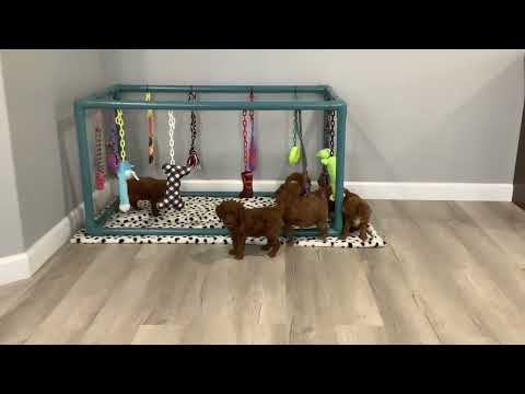 Moyen Poodles for Sale