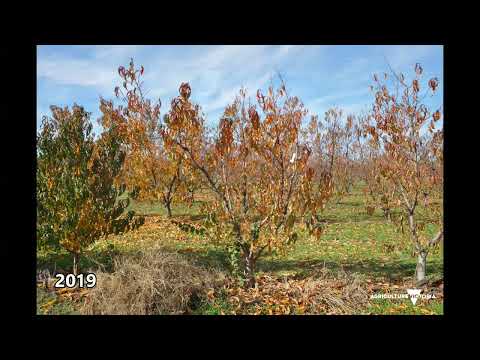 Stonefruit rootstock research overview October 2021