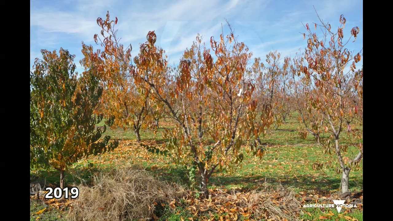 Stonefruit rootstock research overview October 2021