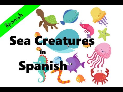 Sea Creatures in Spanish | kids Spanish vocabulary