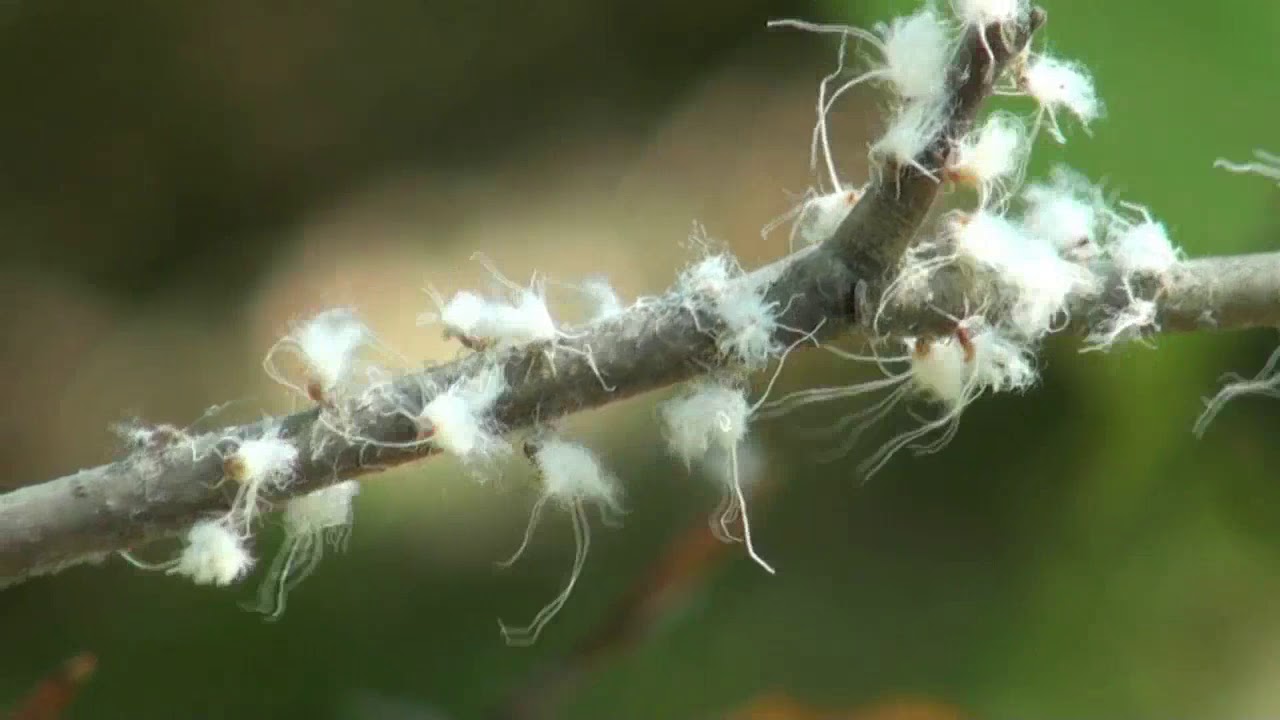 Beech woolly aphids do the boogie-woogie (2020)