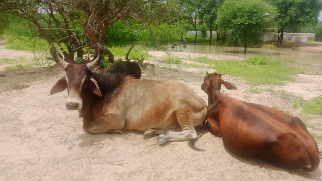 Brown Bull staying with Black,Brown and white Cows #cattle #wildlife #bull #cows