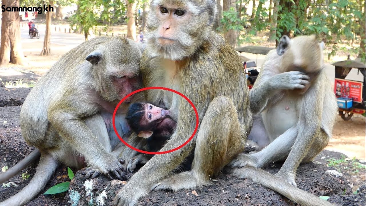 Amazing!! Amari she has a big​ nipple easy for lori have breastfeeding, Samnnang kh D78
