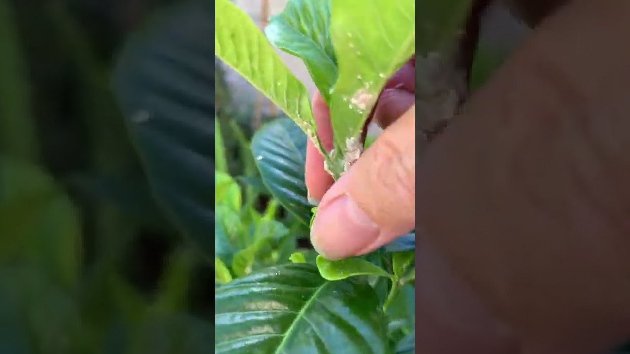 Cochineal on the Jasmine🌼