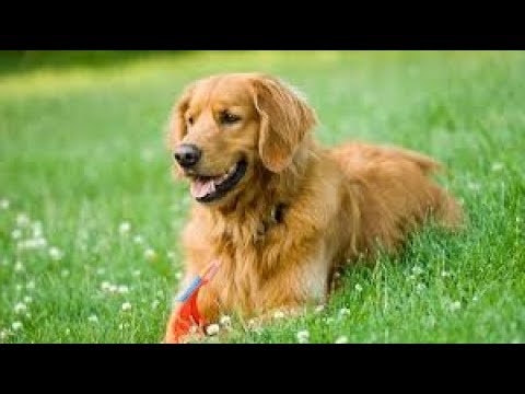 Top 10 Smartest Dog Breeds
