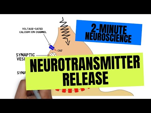 2-Minute Neuroscience: Neurotransmitter Release