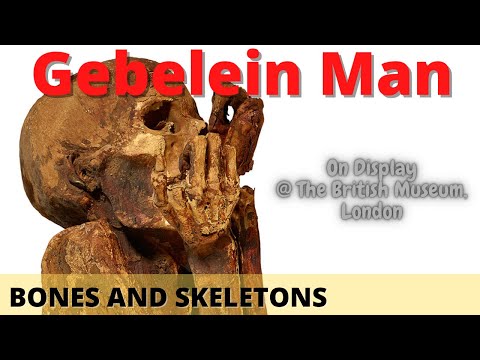 Gebelein Man | Ancient Murder | Egyptian Mummy | British Museum ...