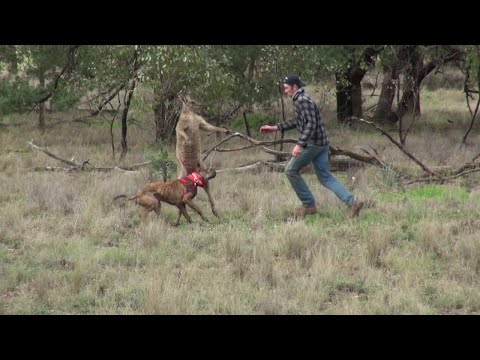 We Can't Stop Looking At This Jacked Kangaroo | Men’s Health