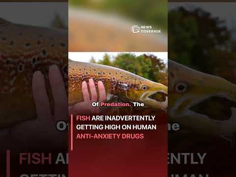Fish Are Inadvertently Getting High on Human Anti-Anxiety Drugs #worldnews #news
