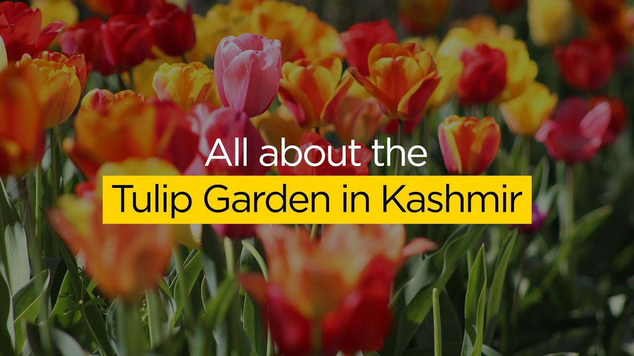 All about the Tulip Garden in Kashmir | Complete travel guide | Veena World