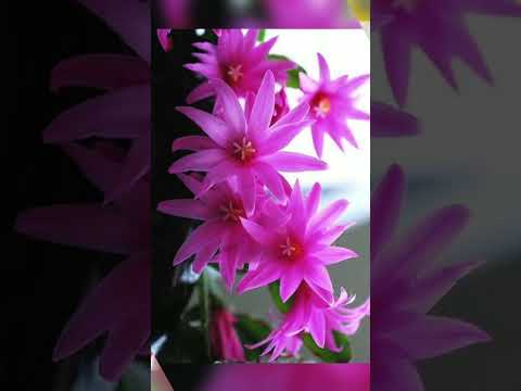 GOOD MORNING STATUS | 4K STATUS | WHATSAPP STATUS VIDEO | GOOD MORNING SHORTS | #shorts #2023shorts