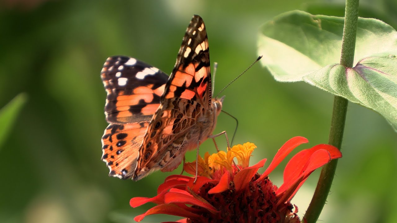 Painted Lady butterfly - 2023