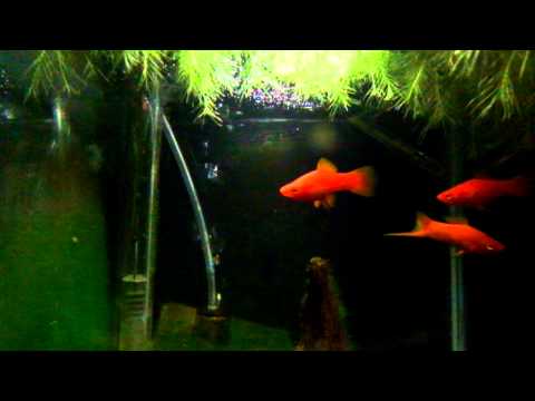 Try again with the Red Velvet Swordtails | A Practical Fishkeeping Blog