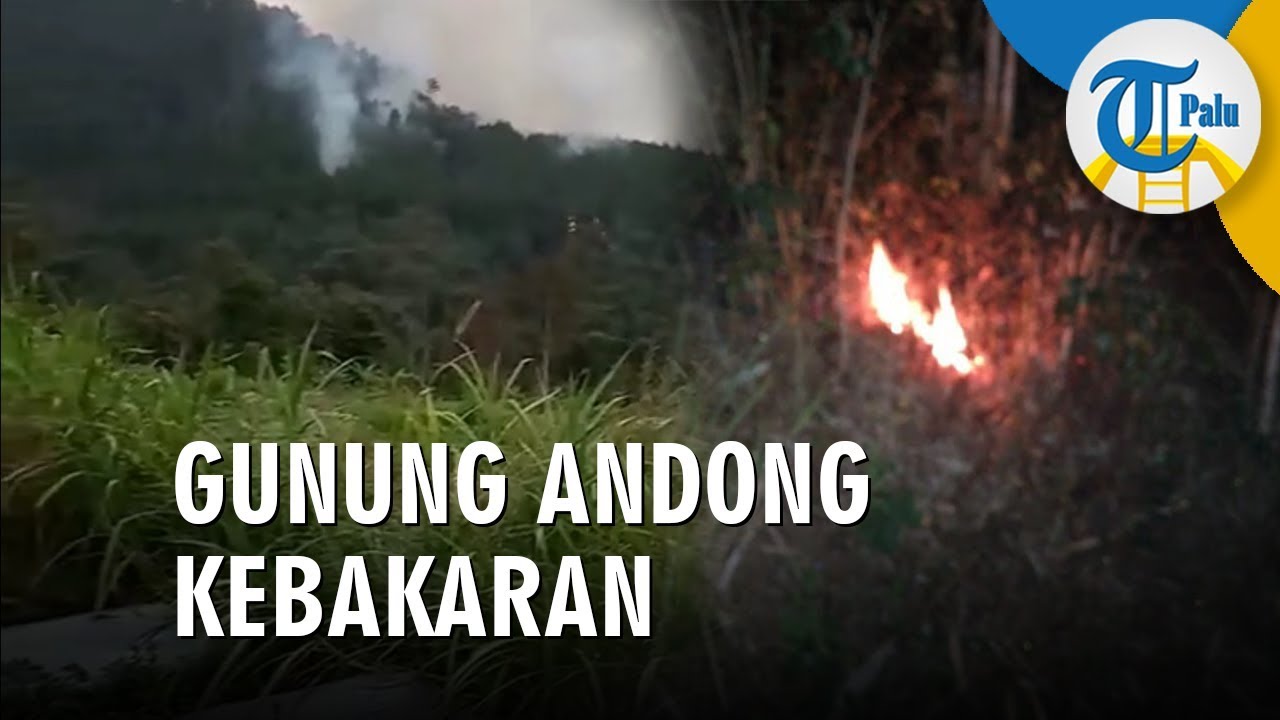 Kebakaran Hutan di Gunung Andong, Jalur Pendakian Tetap Dibuka - Tribun ... Kebakaran Hutan di Gunung Andong, Jalur Pendakian Tetap Dibuka - Tribun ...