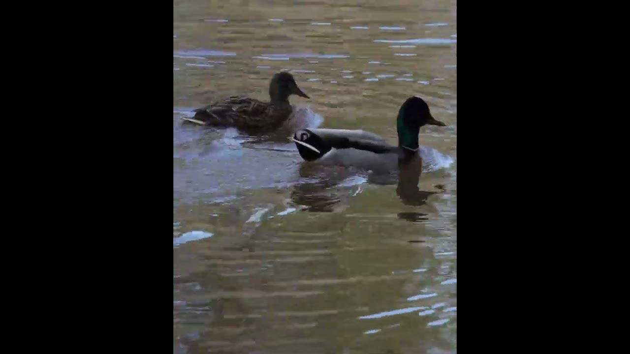 male and femail ducks