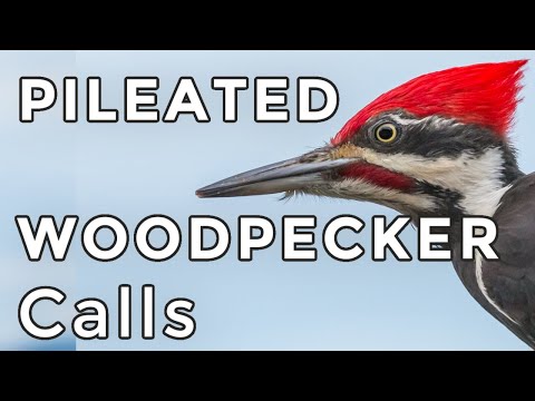Pileated Woodpecker Calls: Learn 4 common sounds (including their drumming)