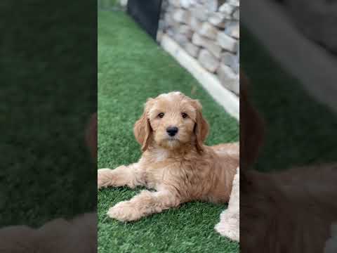 Mini Australian Labradoodles Ready to go Home NOW! :)) #dog #cutepet #youtube #cute #shorts