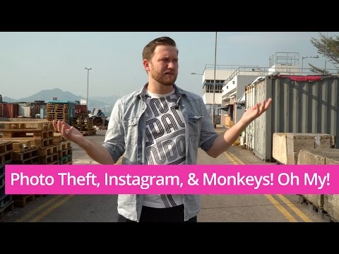Photo Theft, Instagram, & Monkeys! Oh My!