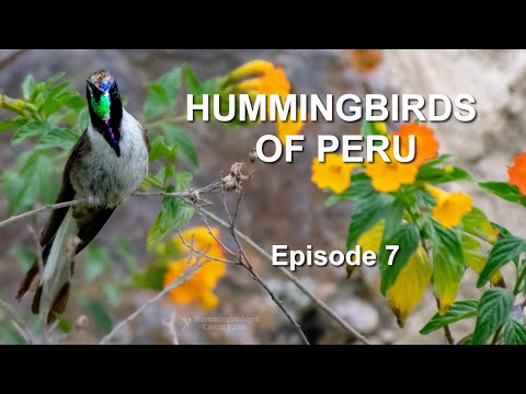 Photographing Hummingbirds in Ollantaytambo and Abra Malaga, Peru - Episode 7