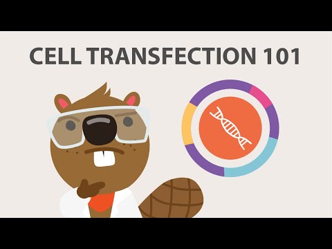 Introduction to Cell Transfection: Part 1