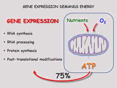 BIOESSAYS: Mitochondria and the non-genetic origins of cell-to-cell variability