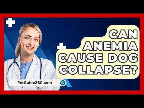 Can Anemia Cause Dog Collapse? - PetGuide360.com
