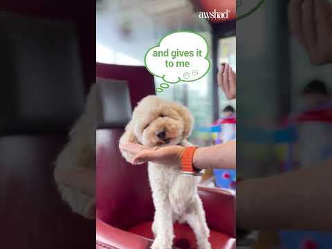 Holistic Wellness for Your Pets with Awshad #health #wellness #petcare