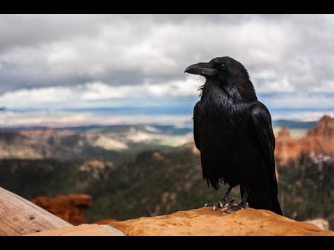 Crows Can Hold Grudges for Up to 17 Years