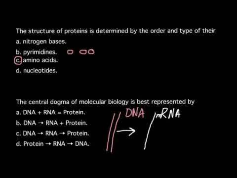 The Central Dogma of Molecular Biology explained