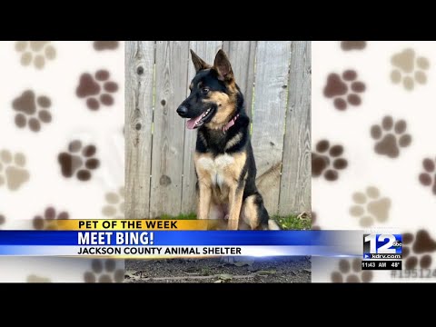 Pet of the Week "Bing" is a year-old German Shepherd mix