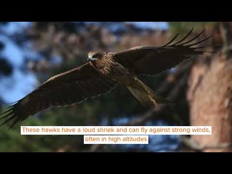 Amaze-wing Facts About The Hawaiian Hawk For Kids